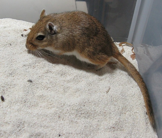 Shooting Star Gerbils | Fara x Aramis