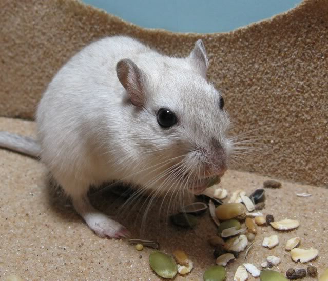 Shooting Star Gerbils | Elara x Forecast