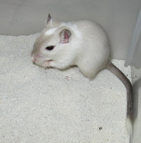 Shooting Star Gerbils | Color Development | Black